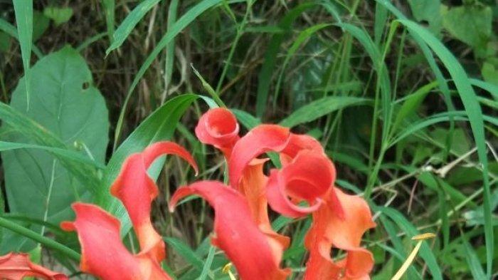 Kembang Sungsang, Bunga Untuk Obat Asam Urat - Tribunjateng.com