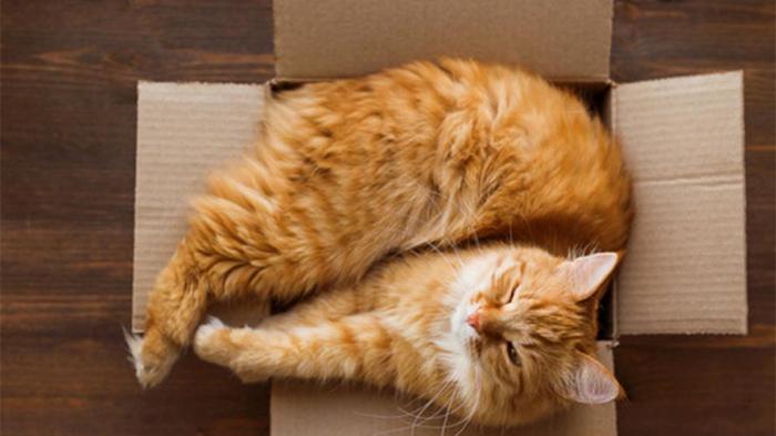 4 Fakta Kocheng Oren yang Disebut Lebih Galak dari Jenis Kucing Lainnya ...