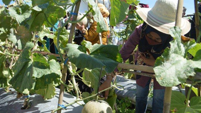 Erna Kagum Lahan 100 Ubin Bisa Hasilkan 2.5 Ton Melon - Tribunjateng.com