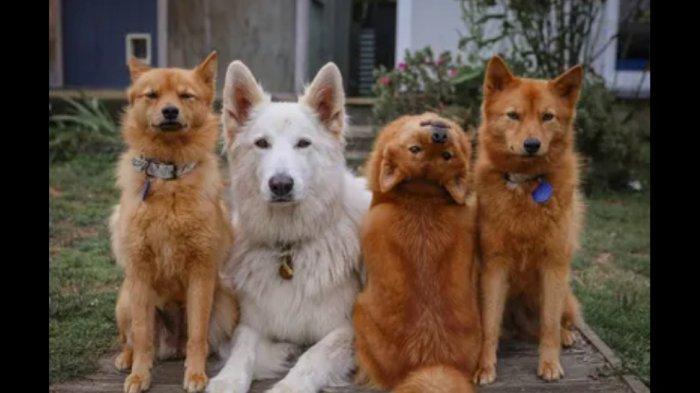 Kepala Anjing Bisa Berputar 180 Derajat Bikin Netizen Ketakutan ...