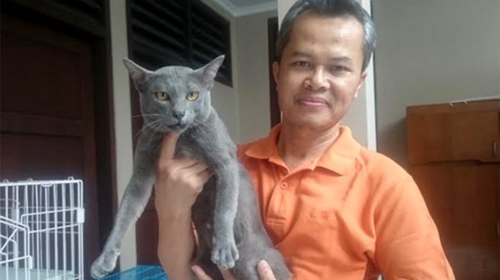 Ini Dia Kucing Busok Khas Pulau Raas Indonesia, Mata Tajam dan ...