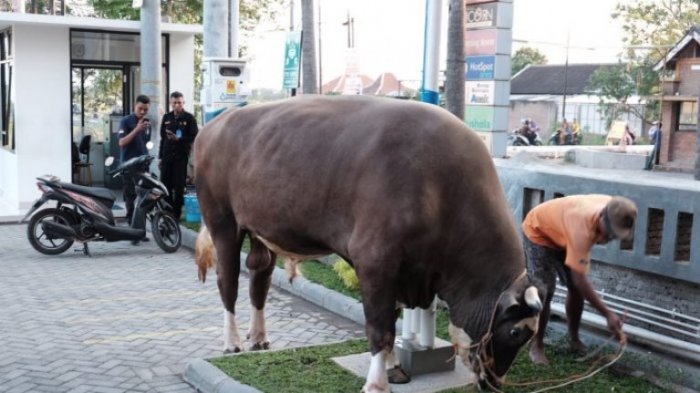 Sapi Limosin Bunting Seharga Rp 8 Juta di Sragen Ternyata Hasil Curian, Korban Pamannya Sendiri ...