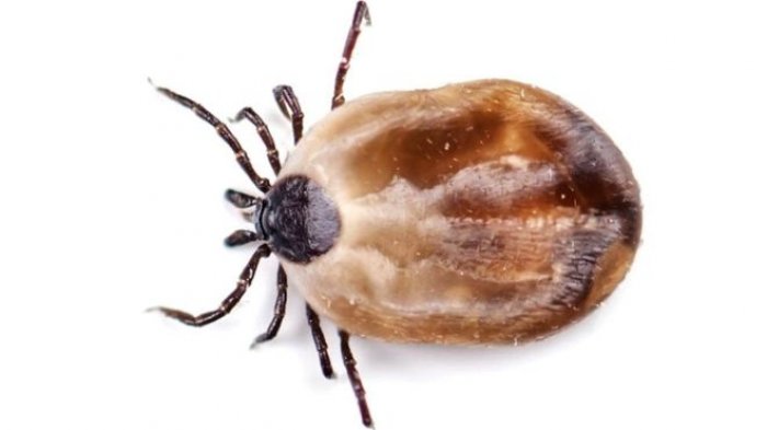 Arti Mimpi Kutu: Tidak Selalu Pertanda Negatif, Melihatnya Mati Jadi ...