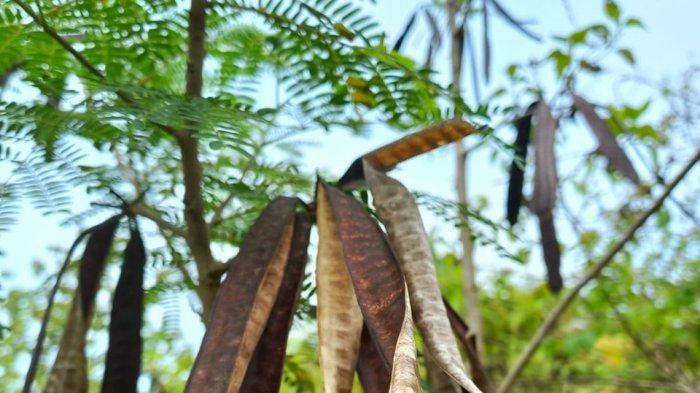 Lamtoro, Tumbuhan Bermanfaat Penyembuhan Luka Luar Hingga Kencing Manis ...