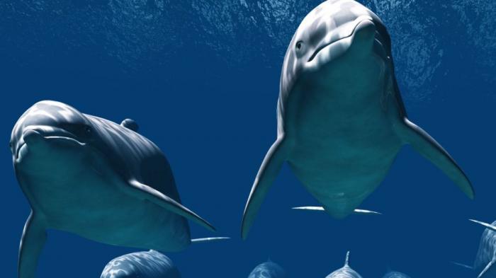 Lumba-lumba Mamalia Tercerdas Setelah Manusia, Ini Fakta Menariknya ...
