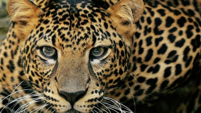 Bikin Heboh! Macan Tutul Hilang di Kebun Binatang, Polisi Temukan Bukti ...