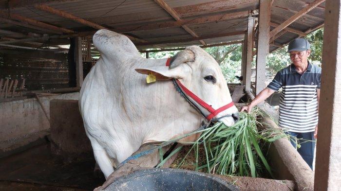 Akhirnya, Bima Si Sapi Milik Warga Karanganyar Ini Dibeli untuk Hewan ...