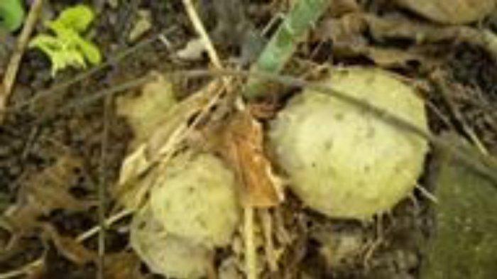 Manfaat Umbi Gadung, dari Obat Sifilis hingga Kusta - Tribunjateng.com