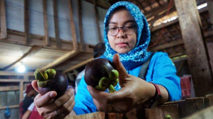 Pemkab Pekalongan Inginkan Manggis Paninggaran Dikenal Mancanegara ...