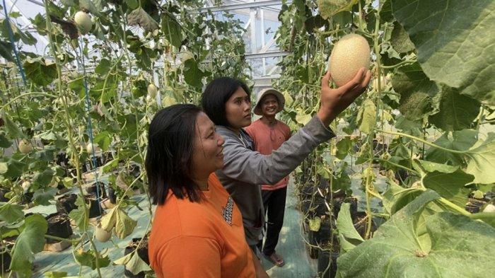 Musim Kemarau Jadi Berkah Buat Petani Melon Sweet Net di Kabupaten ...