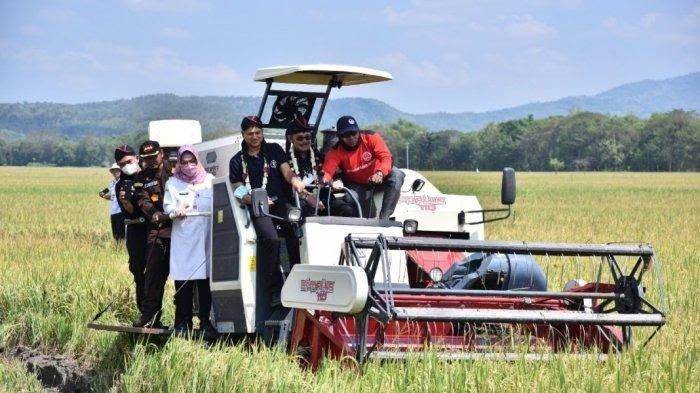 Kualitas Panen Gabah di Sukoharjo Bagus, Petani Bisa Jual Melebihi ...