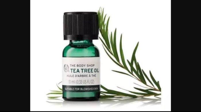 Minyak Pohon Teh atau Tree Tea Oil Bahan Alami Hilangkan Jerawat ...
