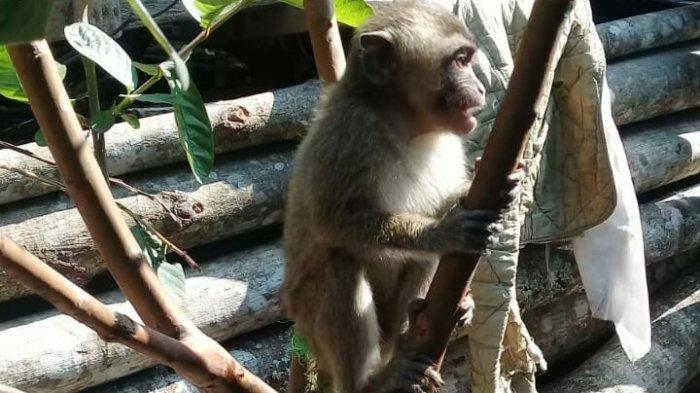 Dongeng Si Monyet Pencuri Makanan - Tribunjateng.com