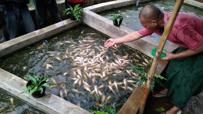 Alasan Kenapa Lele Barbie Jepara Berwarna Pink Lebih Enak Dibanding ...