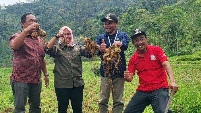 Cobalah Telo Mangul Desa Sepakung, Produk Khas Kabupaten Semarang ...