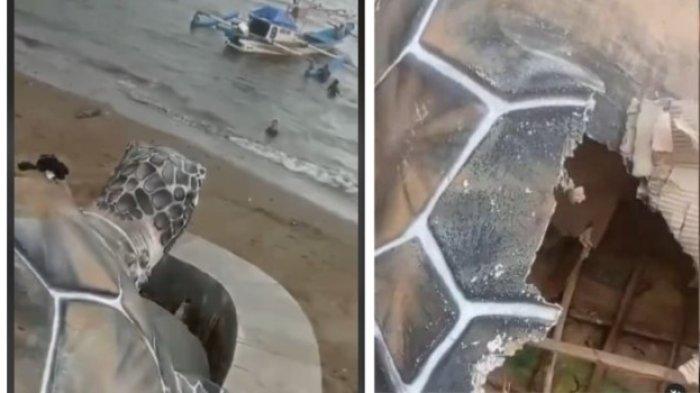 Viral Patung Penyu Rp 15,6 Miliar di Pelabuhanratu Jabar Rusak, Ternyata Terbuat dari Kardus ...
