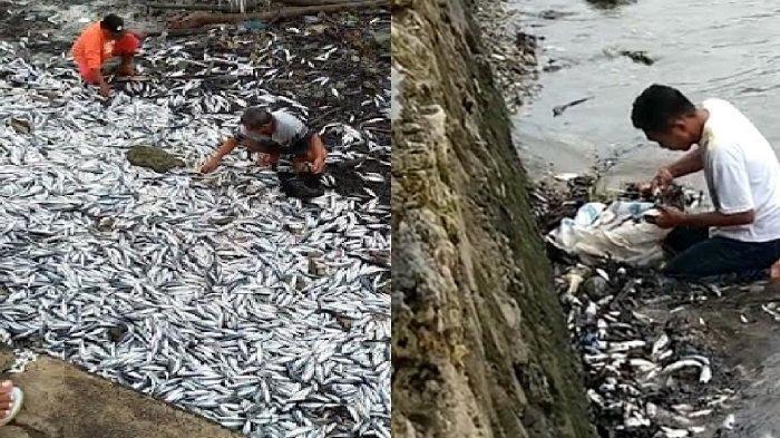 Viral Ribuan Ikan Mati di Pesisir Pantai Baubau, Banyak Dipungut Warga ...