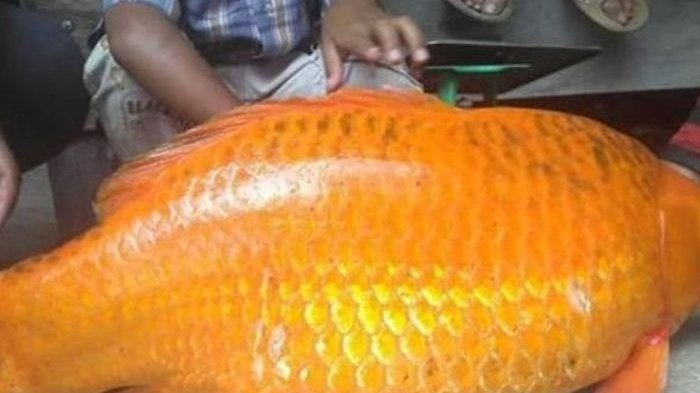 Selain Penangkapan Ikan Mas Raksasa Sebelum Kecelakaan Kapal, Inilah ...