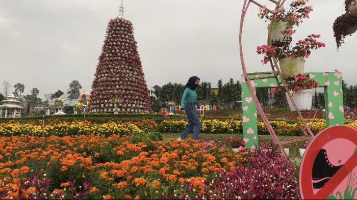 Wisata di Kabupaten Semarang, Taman Bunga Celosia Bisa Jadi Referensi ...