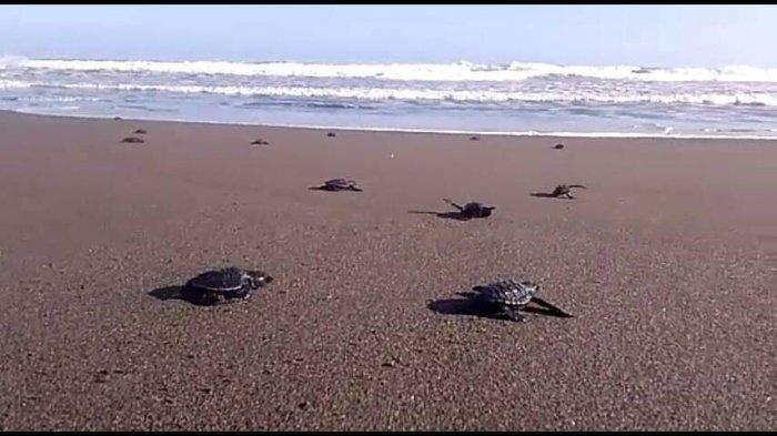 Pencemaran Laut Ancam Kelestarian Penyu di Pantai Selatan Kebumen ...
