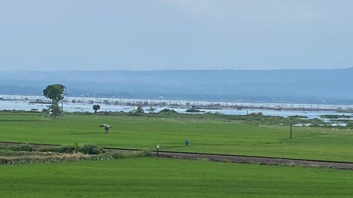 Penyusutan Air Rawa Pening Semarang Berkah Buat Petani Sekitar ...