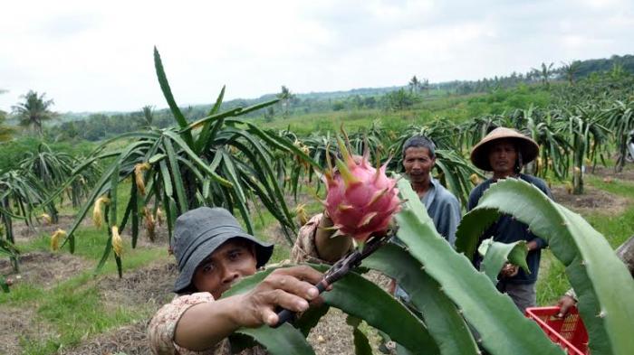 Petani Bancak Semarang Resah Buah Naga Banyak Bercak-bercak ...