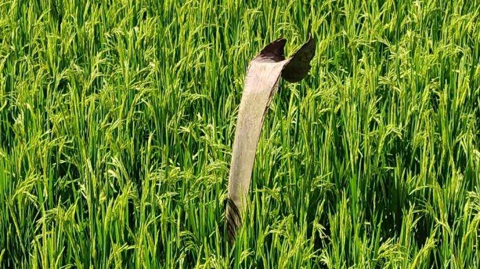 Cara Unik Petani Banjarnegara Tangkal Hama Tikus, Bikin Replika Ular ...