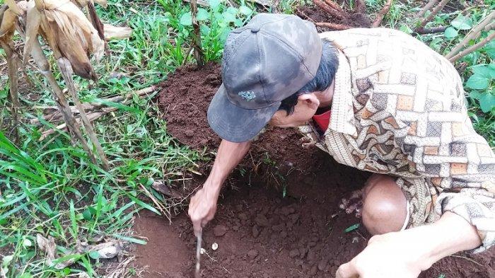 Hidupnya di dalam Tanah, Serangan Engkuk Resahkan Petani Singkong ...
