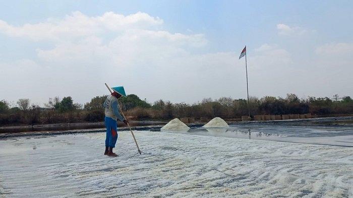 Melihat Produksi Garam Krosok di Pesisir Jepara - Tribunjateng.com