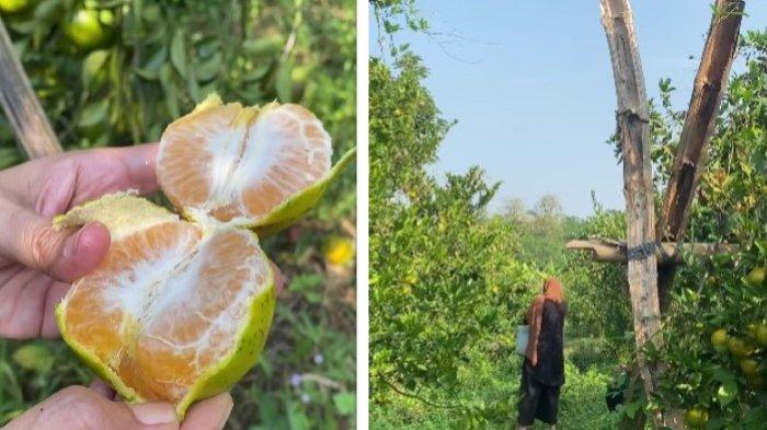 Cuma 3 Jam dari Semarang, Wisata Petik Buah Jeruk Ini Bisa Jadi Pilihan ...