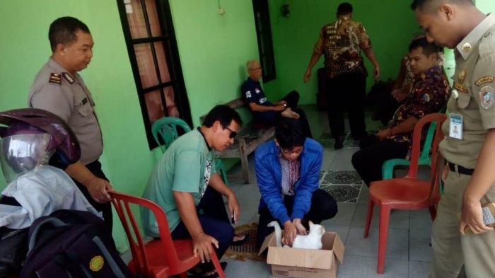 28 Kucing Mati Mendadak di Karanganyar, Disebut Terserang Virus Distemper - Tribunjateng.com