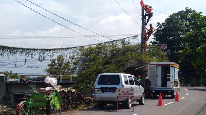 Pohon Tumbang Rusak Jaringan Listrik di Weleri-Sukorejo Kendal - Tribunjateng.com