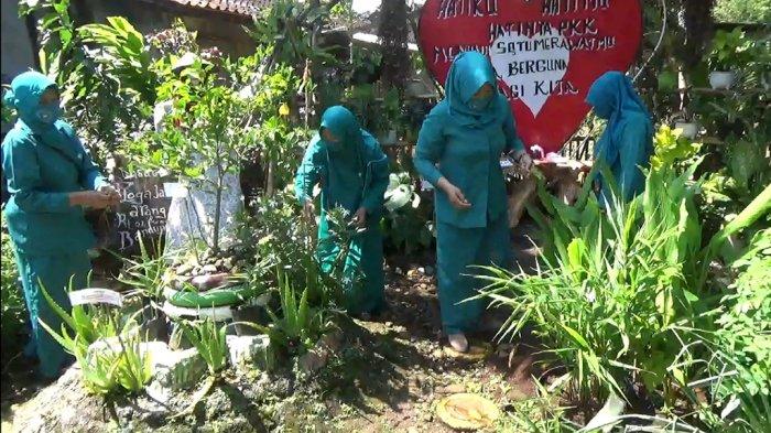 PKK Mijen Jadikan Toga sebagai Sumber Imun Antisipasi Penularan Corona ...