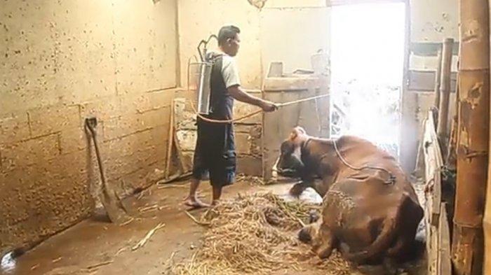 Harga Sapi Anjlok hingga Rp 5 Juta Perekor, PMK Berdampak Serius Perdagangan Hewan Ternak ...