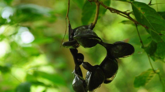 Kata Mertua Manfaat Jengkol Ternyata Banyak Sekali, Bisa untuk Obat ...