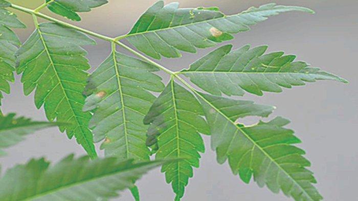 Mindi, Pohon Bermanfaat untuk Pencahar hingga Anthelmintik ...