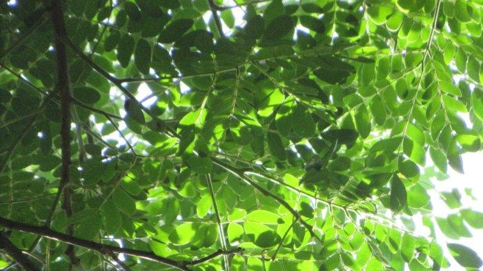 Manfaat Trembesi: Ampuh Atasi Penyakit Demam, Diare, Sakit Kepala ...