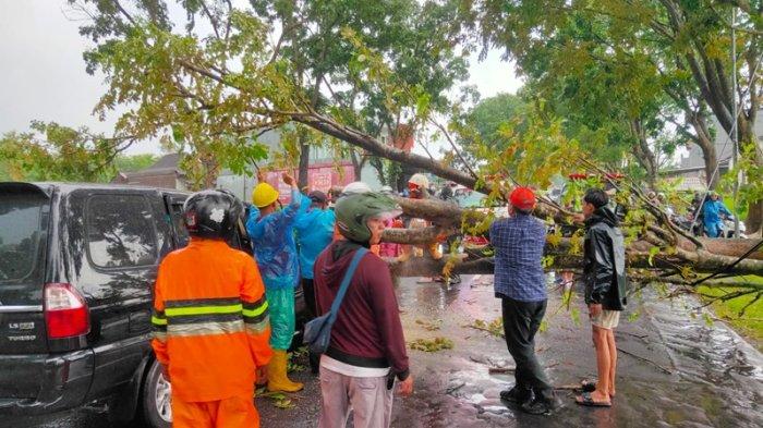 Hujan Disertai Angin di Karanganyar, Pohon Tumbang Timpa Mobil - Tribunjateng.com
