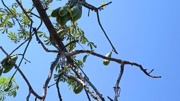 Manfaat Daun Randu sebagai Antibakteri Obat Batuk hingga ...