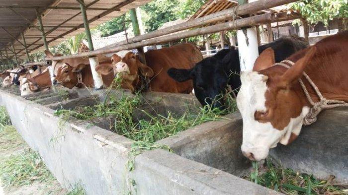 Bermain dan Belajar di Rodjo Tater Destinasi Tegal, Wisata Edukasi Tani ...