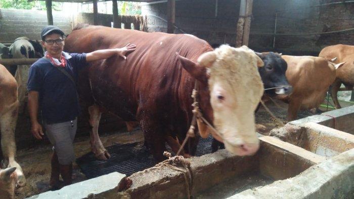 Kisah Peternak di Banjarnegara Sukses Jual 55 Ekor Sapi, Seekor Ada ...