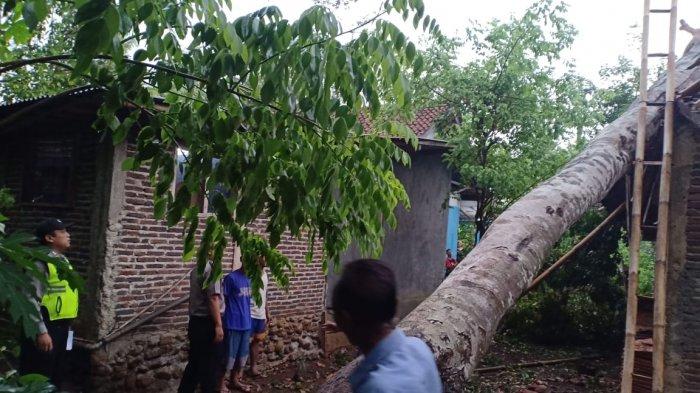 Pohon Jengkol Setinggi 8 Meter Rubuh Timpa Rumah Samudi di Purbalingga ...