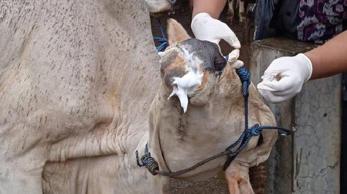 201 Sapi Terjangkit Penyakit Mulut dan Kuku di Sragen, 5 Ekor Mati ...