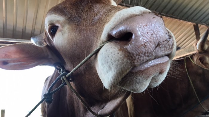 Ubah Isi Perut Sapi Jadi Pupuk Organik, Begini Caranya - Tribunjateng.com