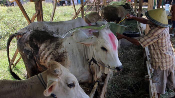 Populasi Sapi Potong Di Cilacap Paling Kecil Di Jawa Tengah ...