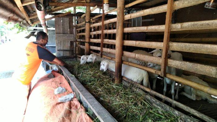 Dispertan Kudus Siapkan Inseminasi Buatan Gratis Untuk Pengembangbiakan Ternak Kambing ...