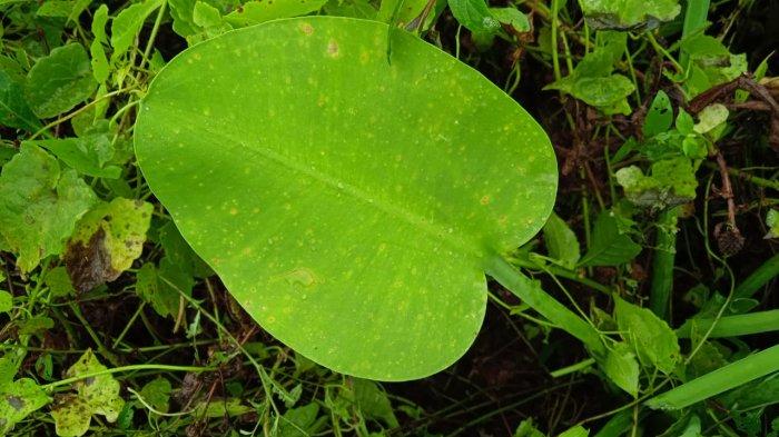 Genjer, Sayuran Penuh Khasiat dan Manfaat: Tingkatkan Stamina Tubuh ...