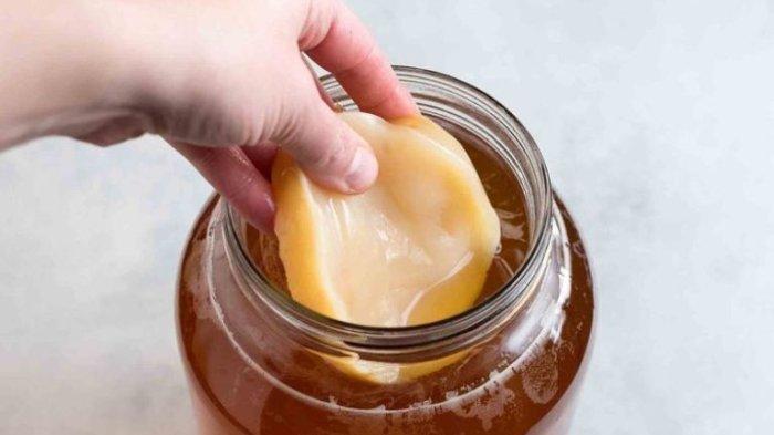 Apa Itu Scoby? Bakteri Jamur yang Digunakan untuk Membuat Minuman ...