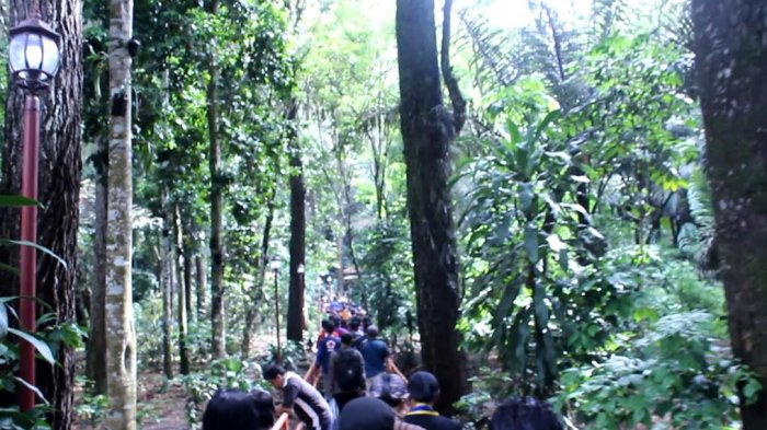 Gunung Tidar Magelang, Dijaga Pohon-pohon Kuno dan Penuh Cerita Legenda, Berminat Datang? Gratis ...