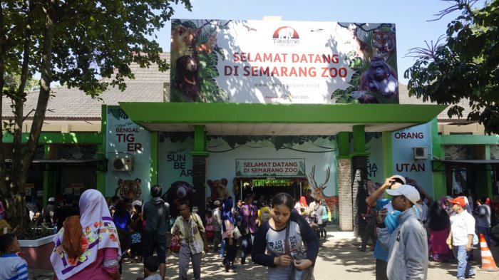 Libur Mayday Pengunjung Taman Marga Satwa Semarang Zoo Membludak - Tribunjateng.com